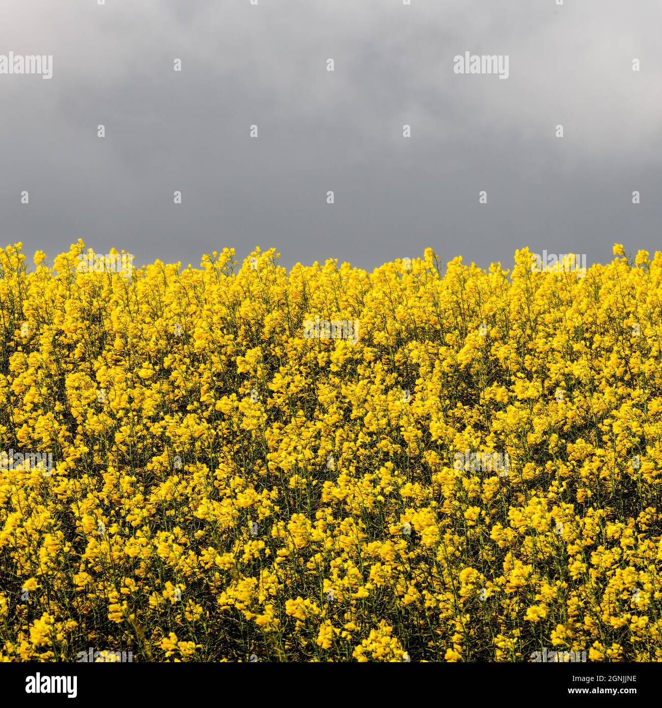 Australian Canola Crop in flower Stock Photo - Alamy