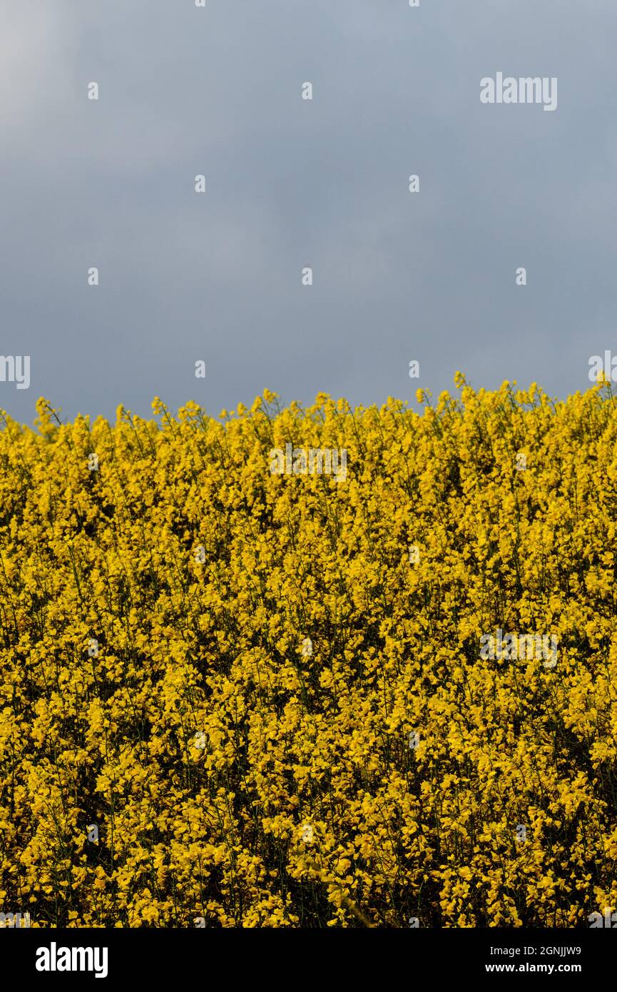 Australian Canola Crop in flower Stock Photo - Alamy