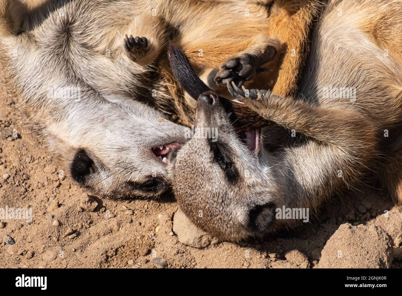 A scenic view of cute, little Meerkats playing together on the ground ...