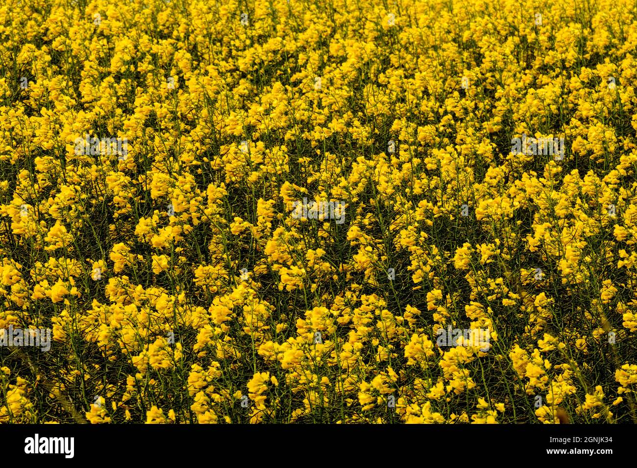 Australian Canola Crop in flower Stock Photo - Alamy