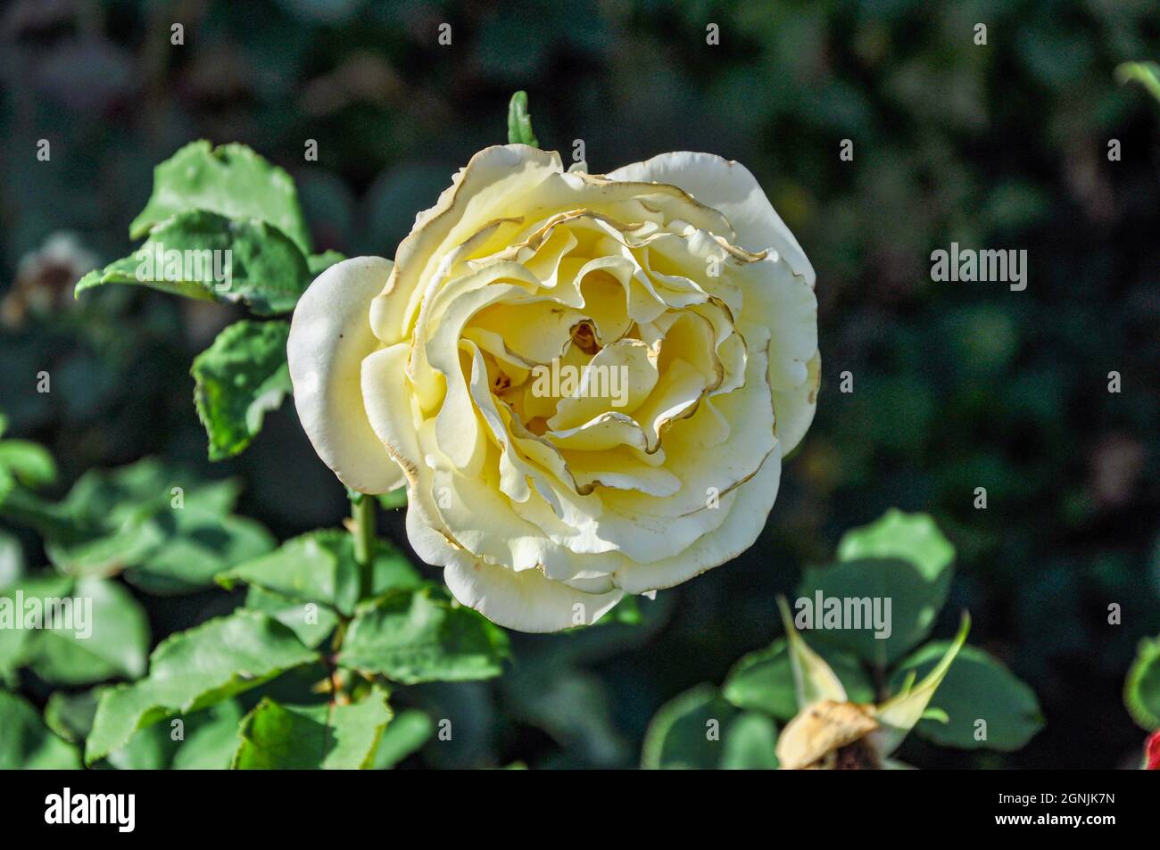 Floribunda rose botanical hi-res stock photography and images - Alamy