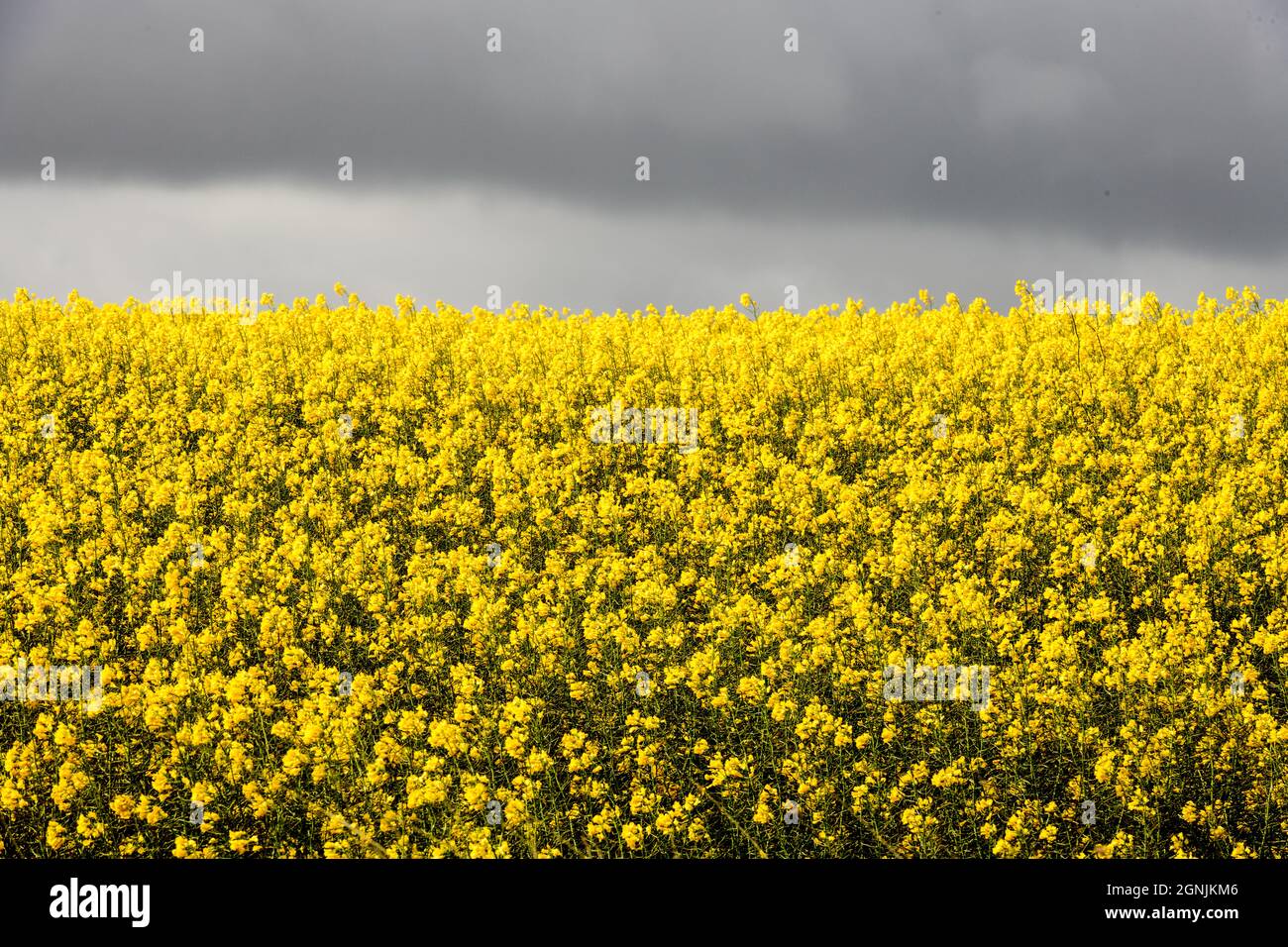 Australian Canola Crop in flower Stock Photo - Alamy