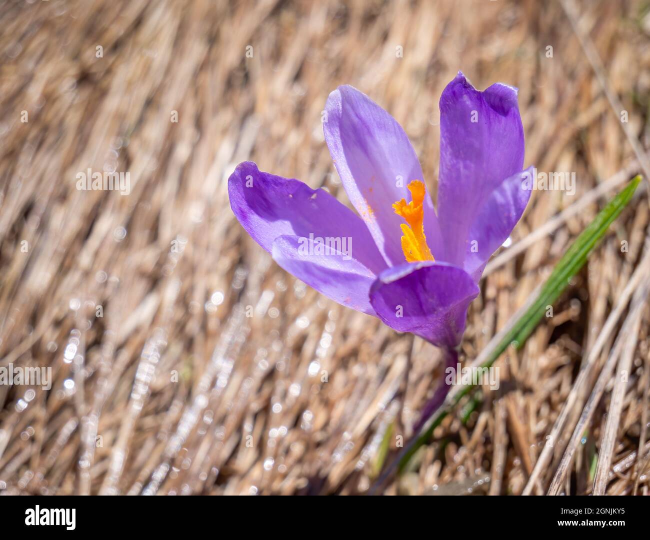 Close up detail with a Crocus heuffelianus or Crocus vernus (spring ...