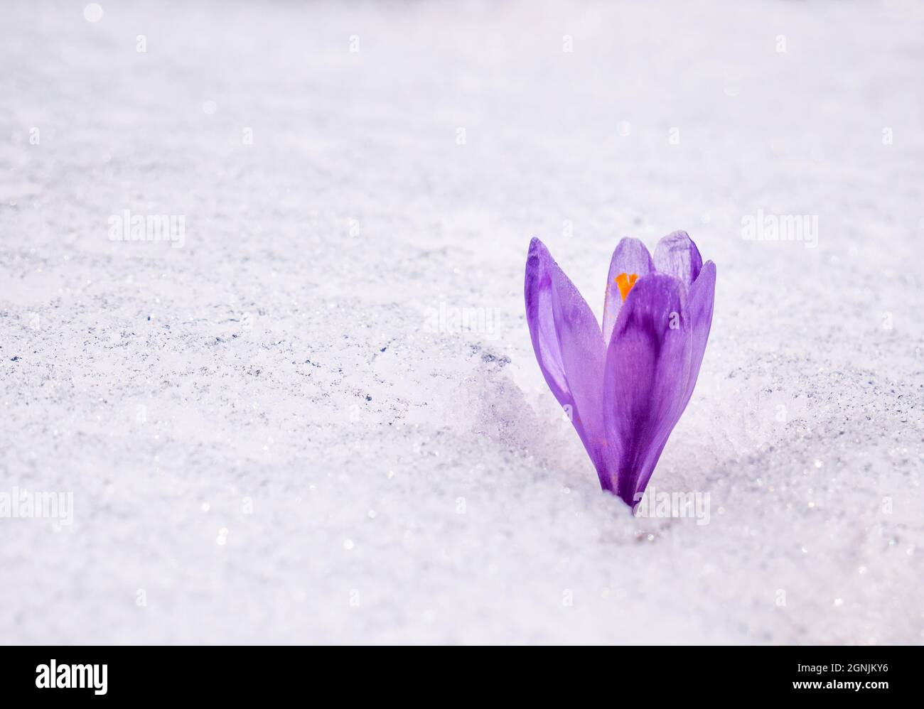 Crocus heuffelianus or Crocus vernus (spring crocus, giant crocus ...