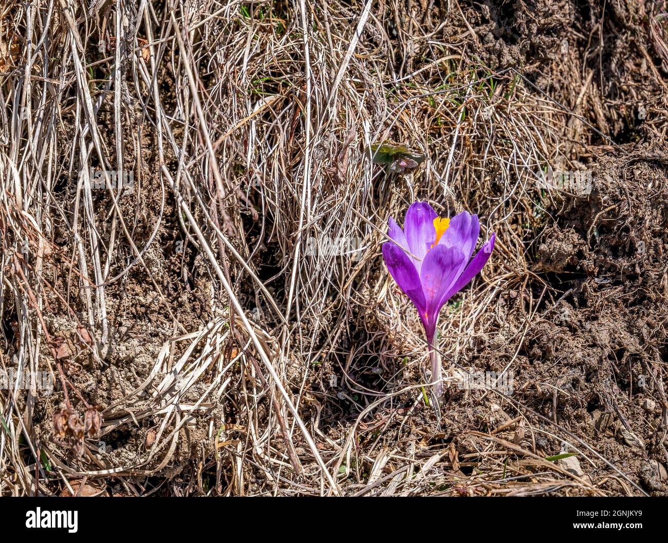 Close up detail with a Crocus heuffelianus or Crocus vernus (spring ...
