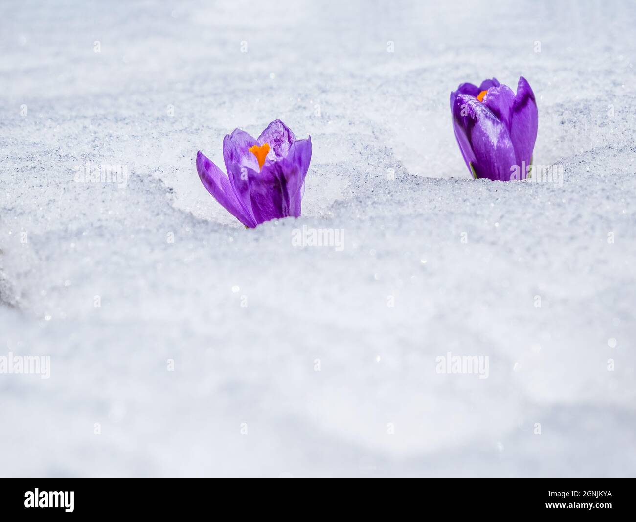 Crocus heuffelianus or Crocus vernus (spring crocus, giant crocus ...