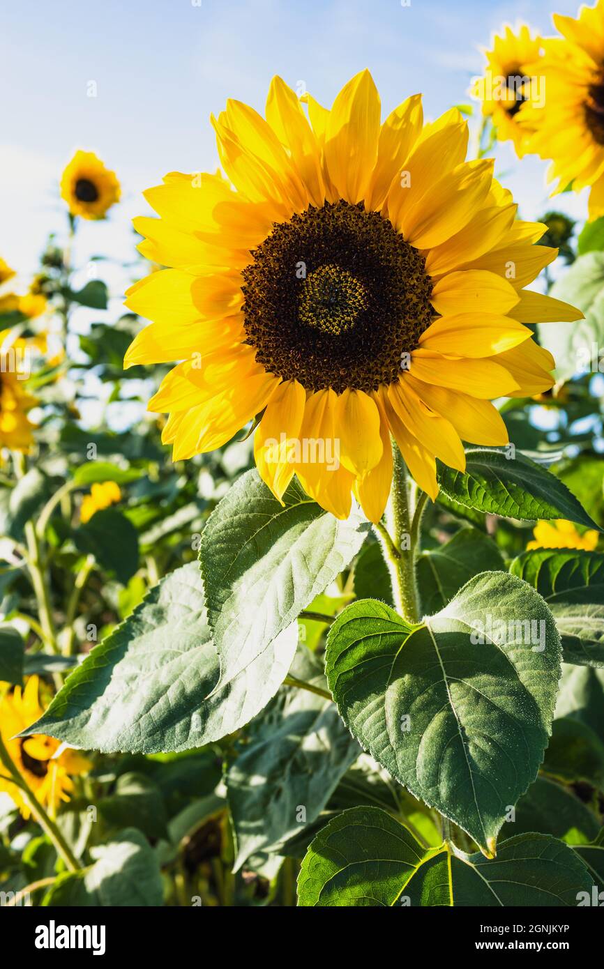 One sunflower sun blue sky hi-res stock photography and images - Alamy