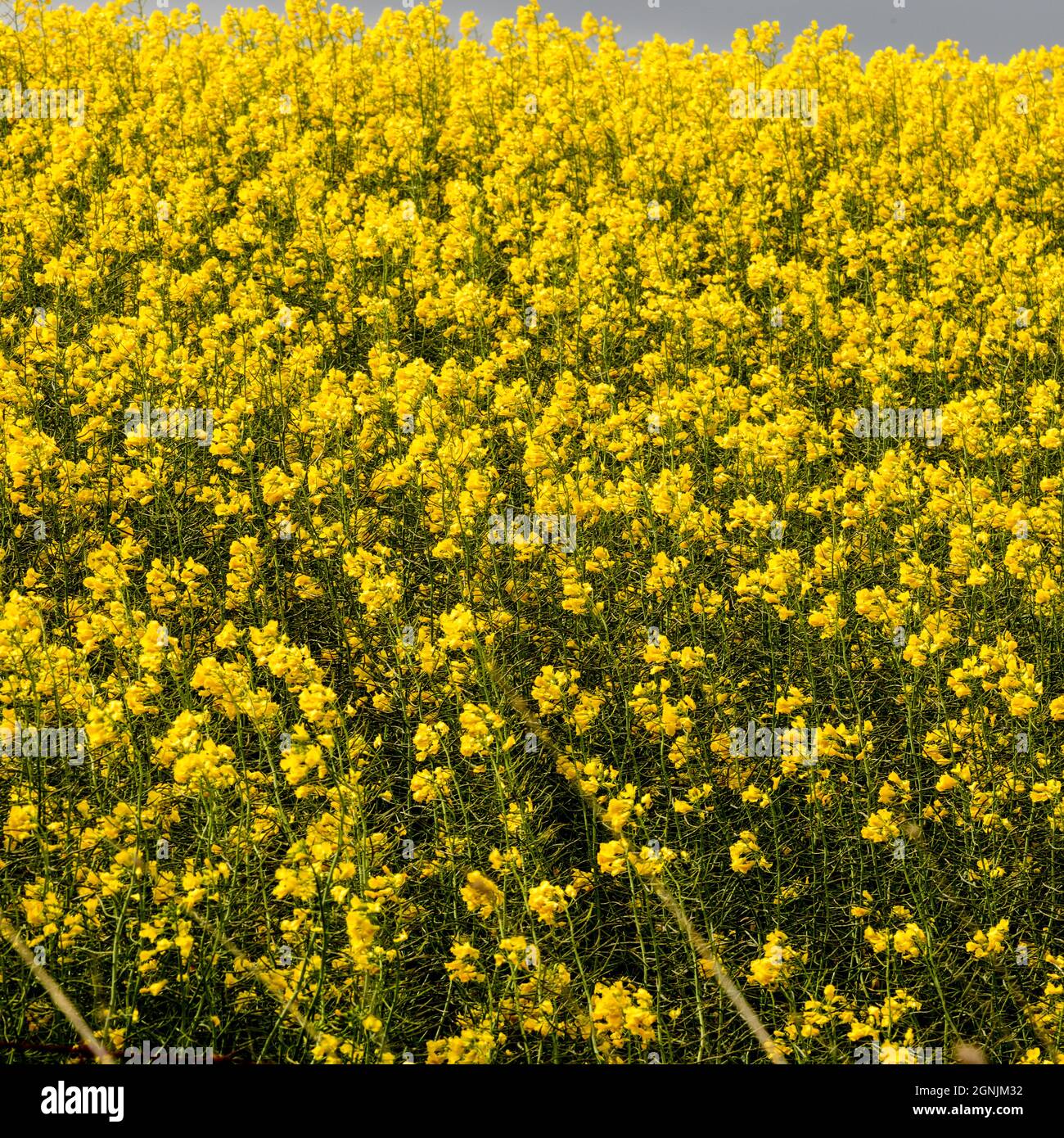 Australian Canola Crop in flower Stock Photo - Alamy