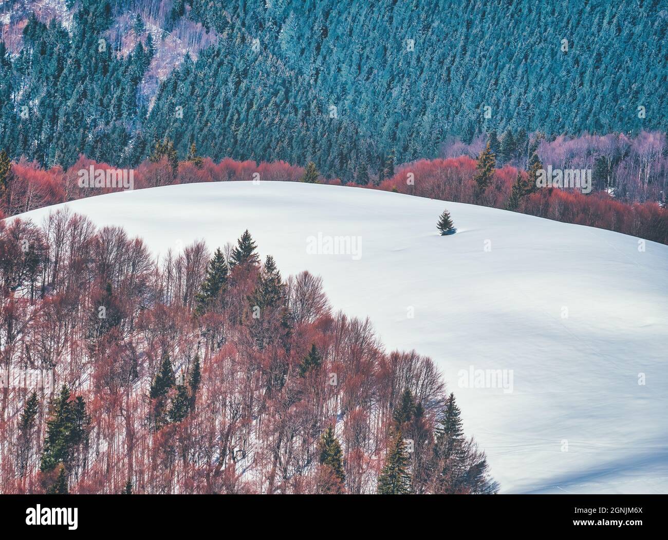 Colorful winter landscape with a isolated pine tree surrounded by ...
