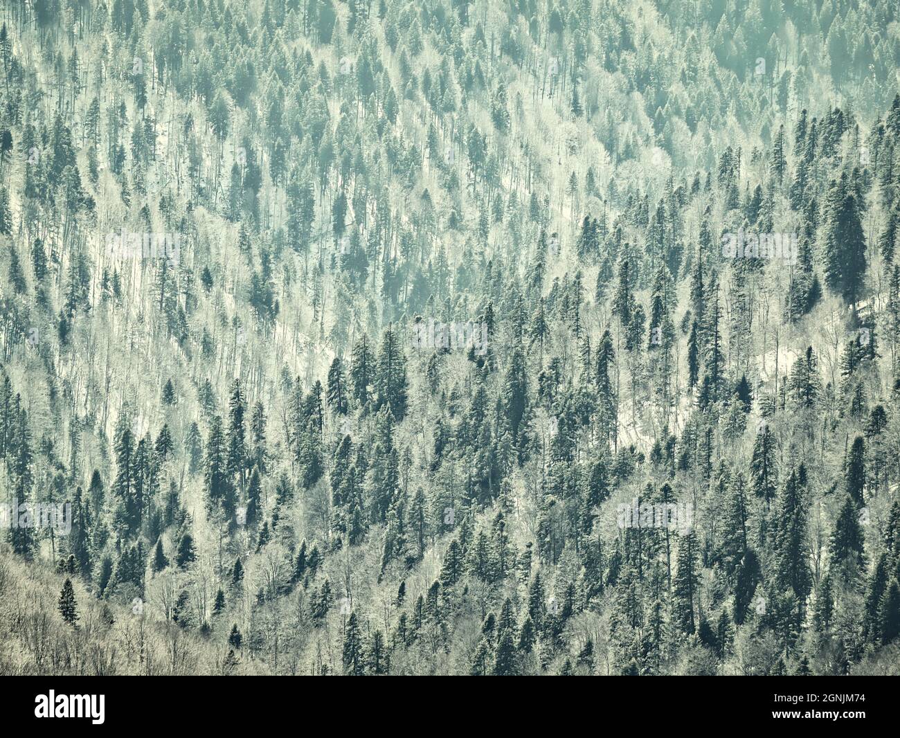 Abstract nature background. Pine tree forest in the Carpathian ...