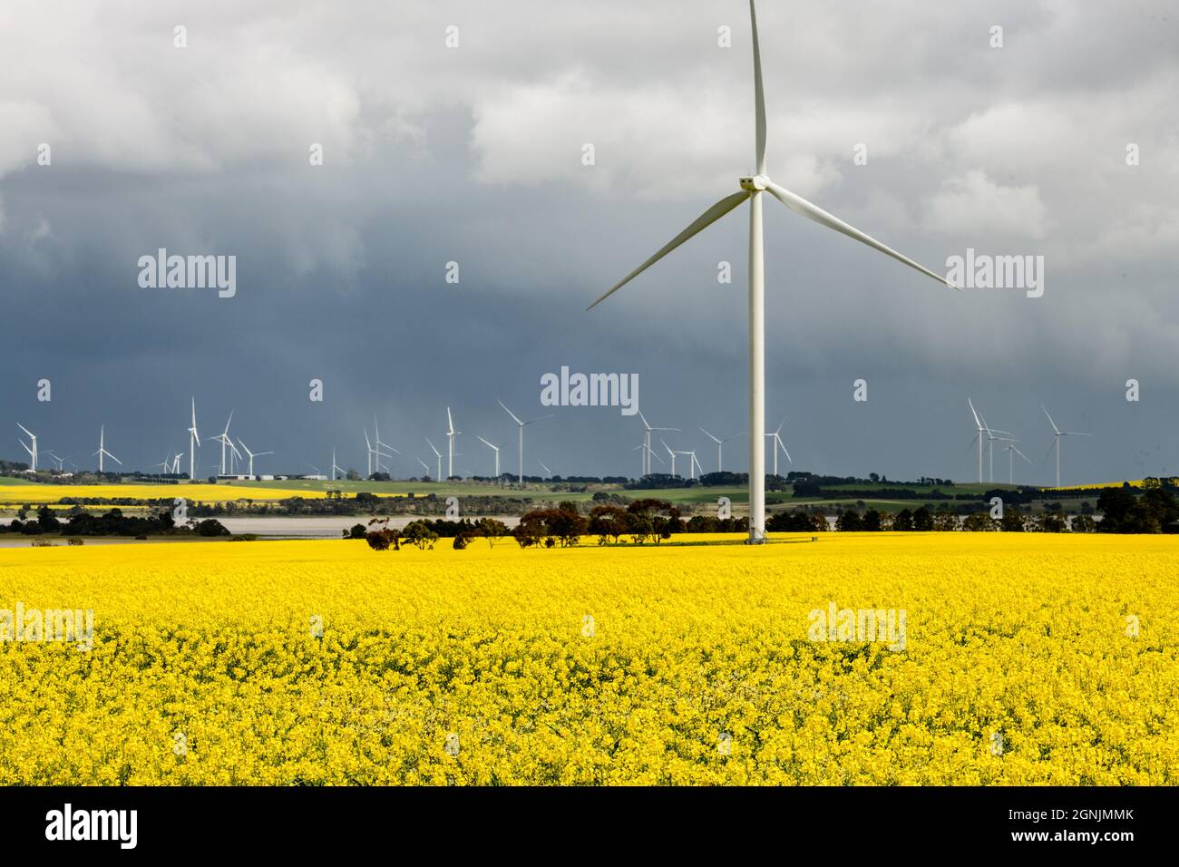 Australian Canola Crop in flower Stock Photo - Alamy