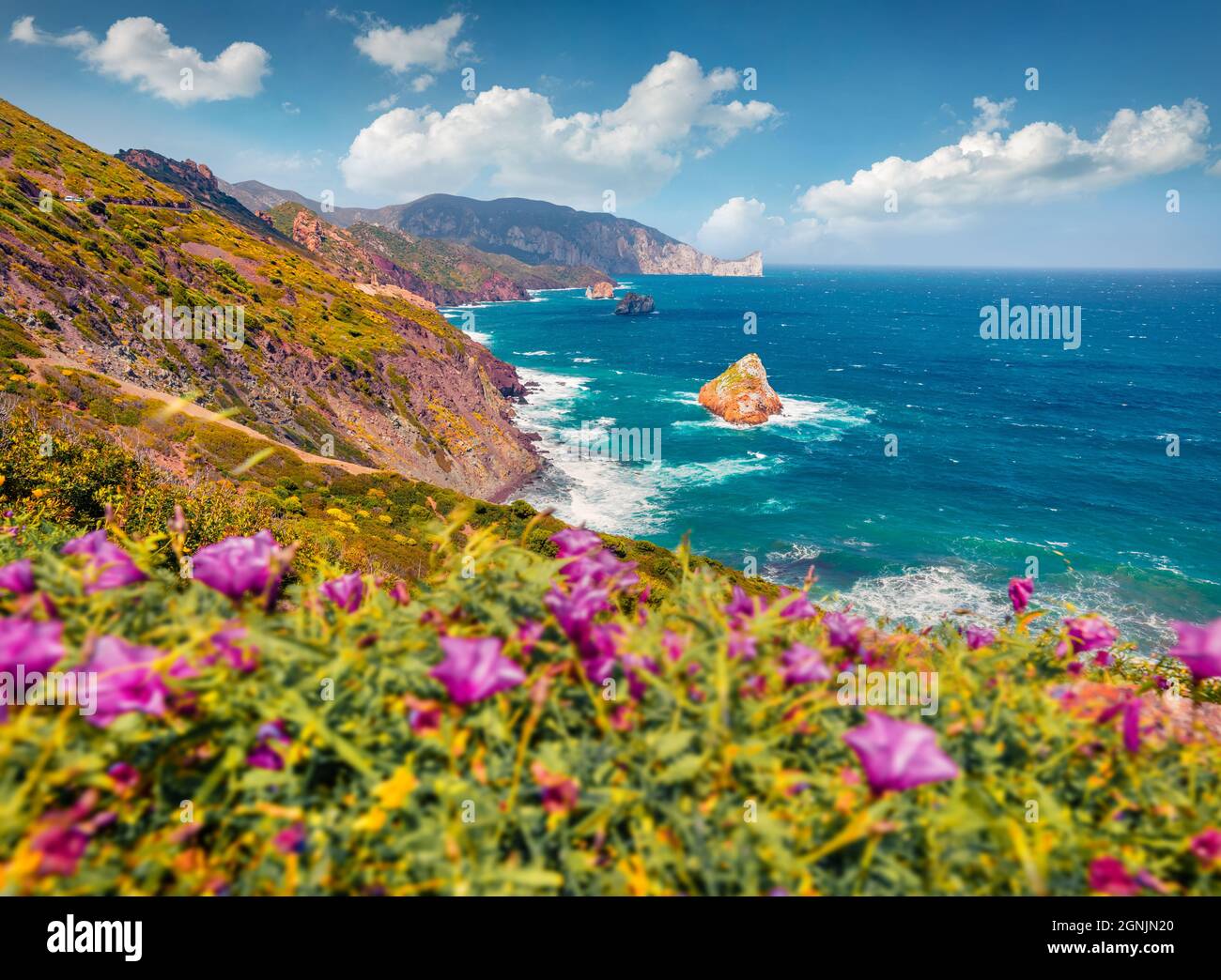 Blooming pink flower on the slope of Concali Su Terrainu? popular ...
