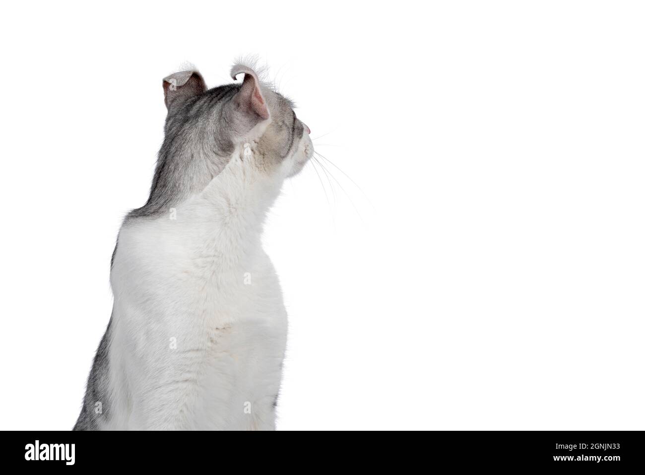 Amazing silver spotted with white American Curl Shorthair cat, cat ...