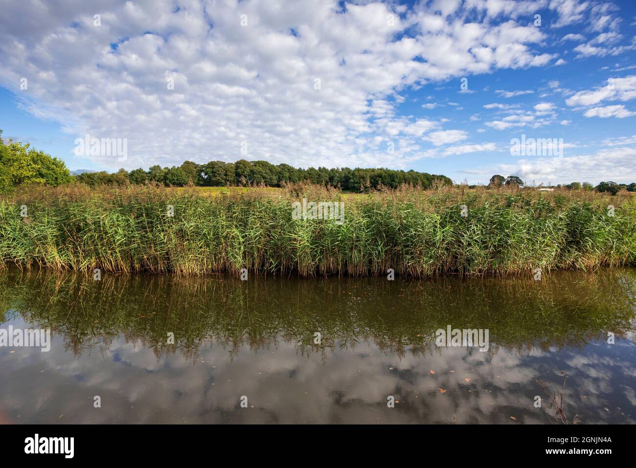 Reeds and clouds in the Cheshire countryside alongside the Bridgewater ...