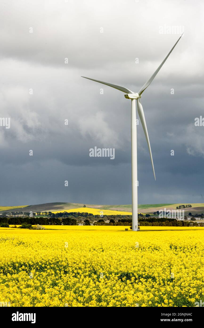 Australian Canola Crop in flower Stock Photo - Alamy
