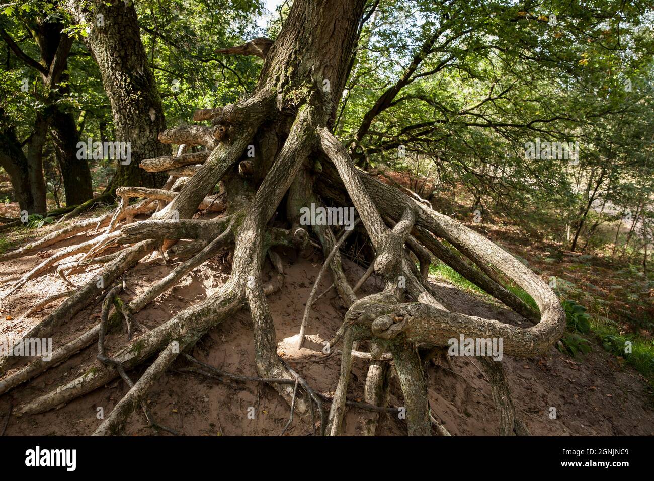 Wurzel hi-res stock photography and images - Alamy