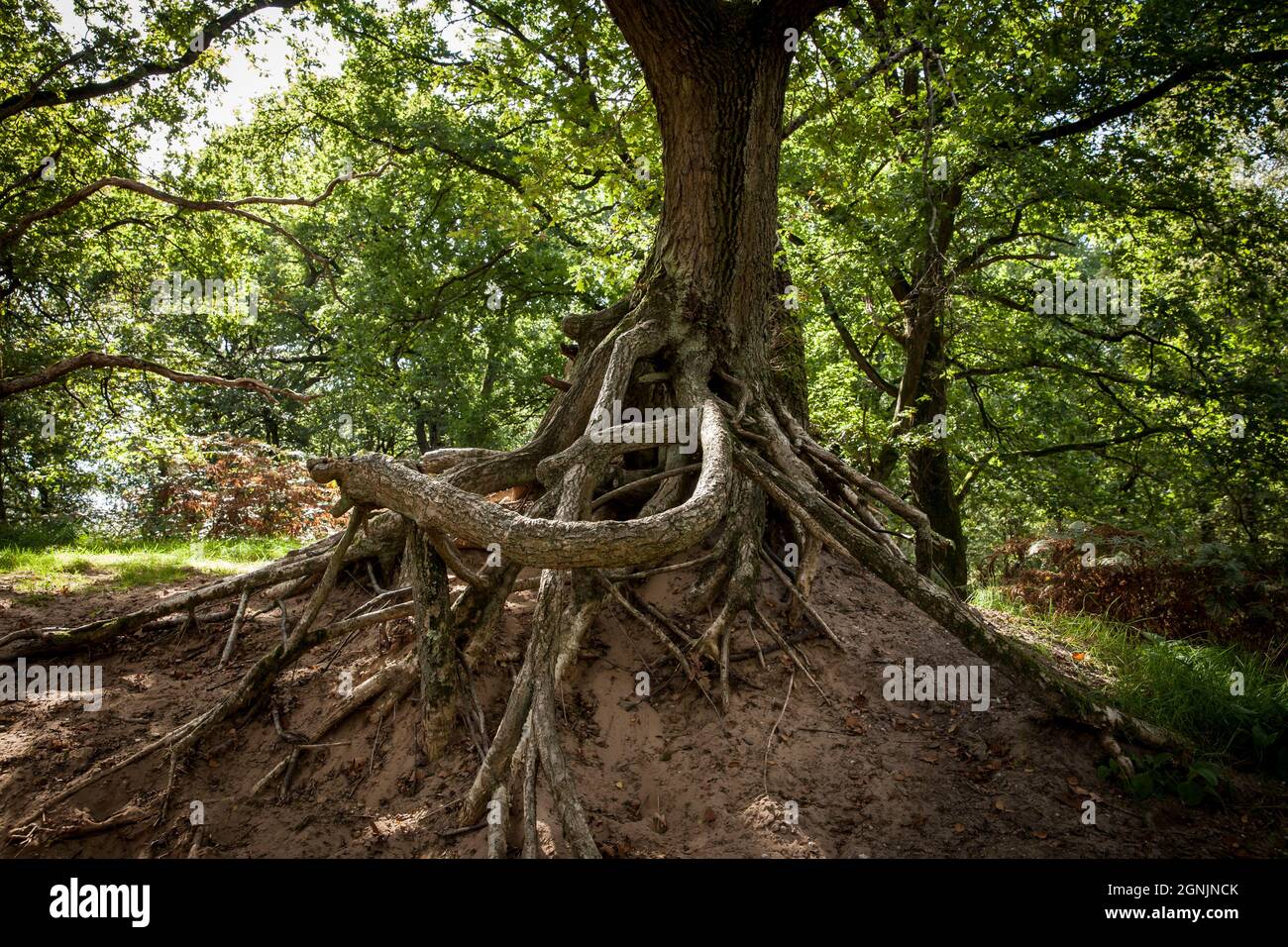 Wurzel High Resolution Stock Photography and Images - Alamy