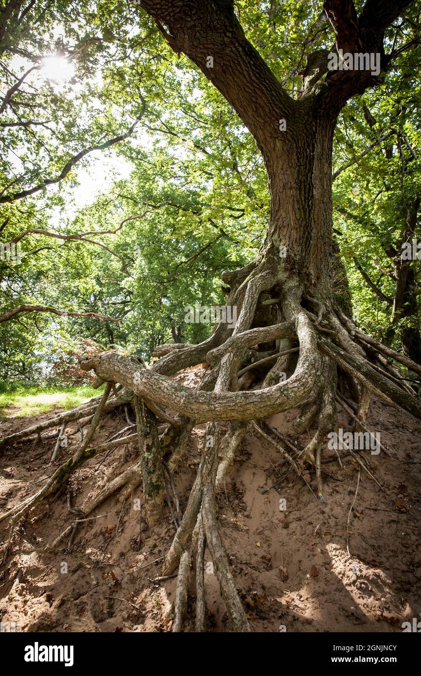Wurzel hi-res stock photography and images - Alamy