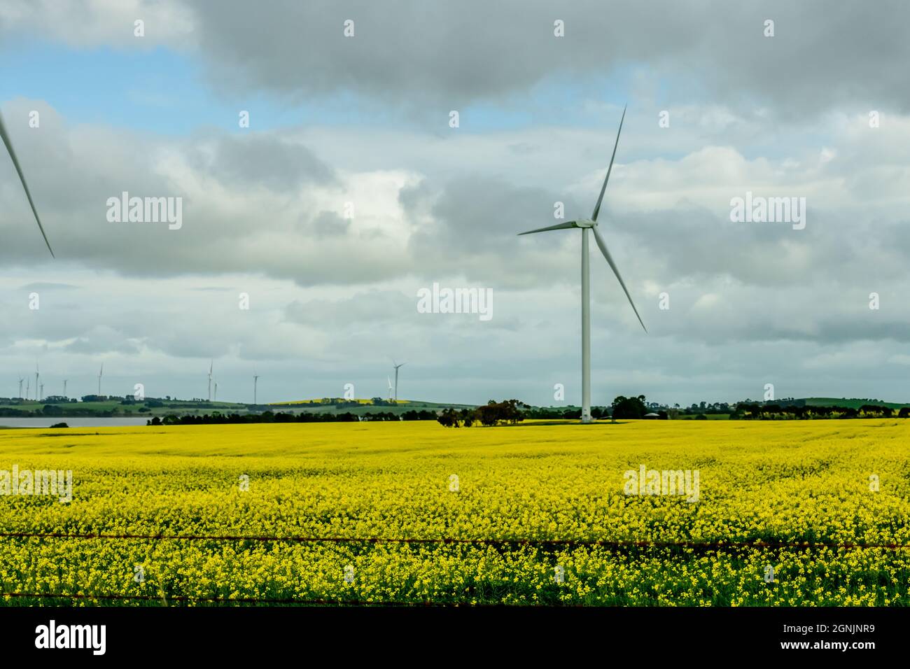 Australian Canola Crop in flower Stock Photo - Alamy