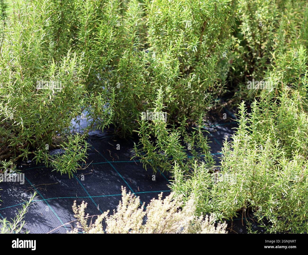 fragrant green bushes Aromatic rosemary plant typical of southern ...