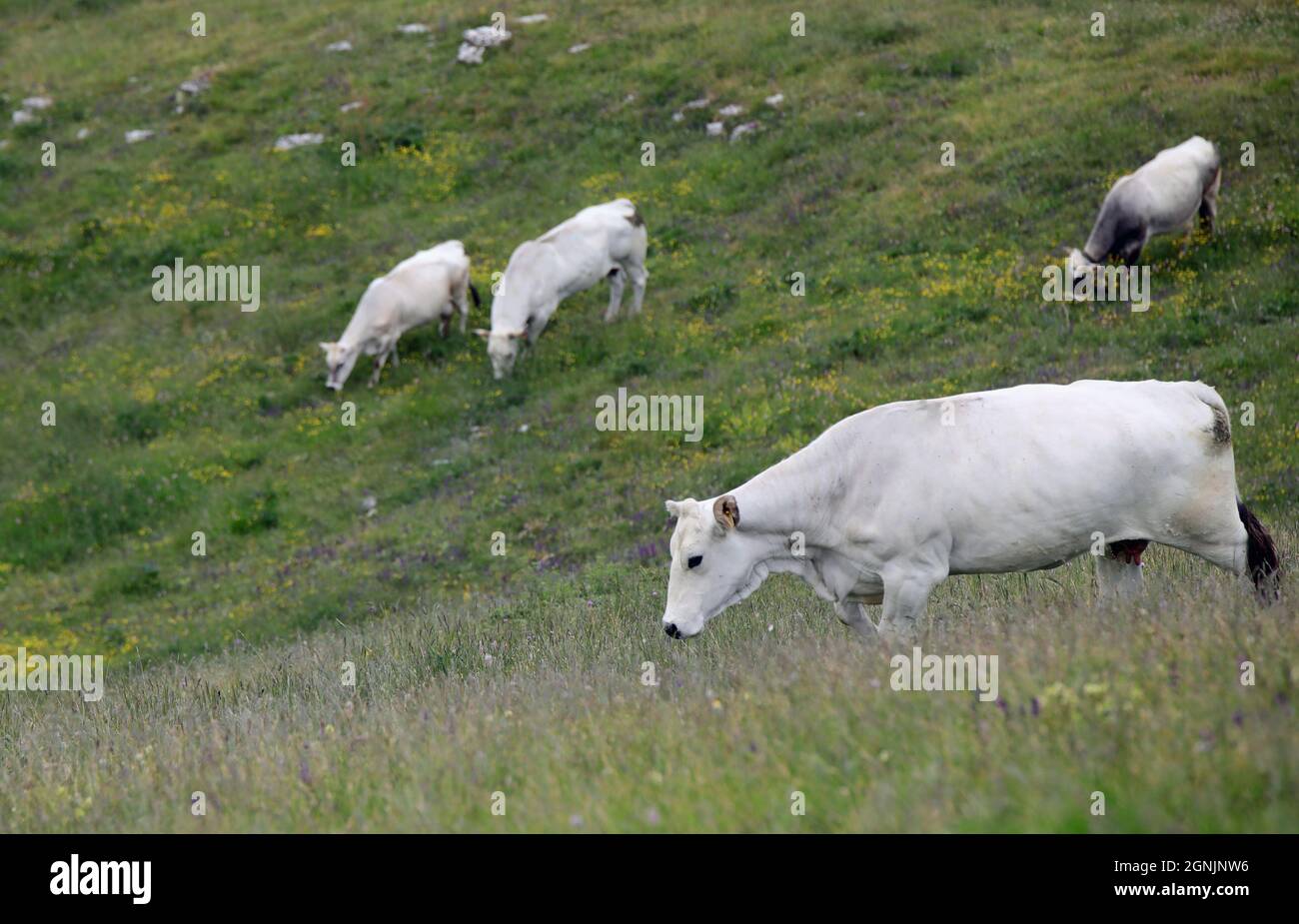white dairy cows grazing free in the green mountain meadow Stock Photo ...