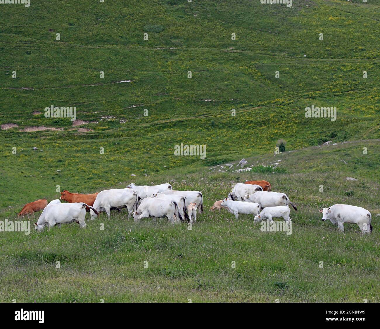 white and brown colored dairy cows grazing free in the mountain meadow ...