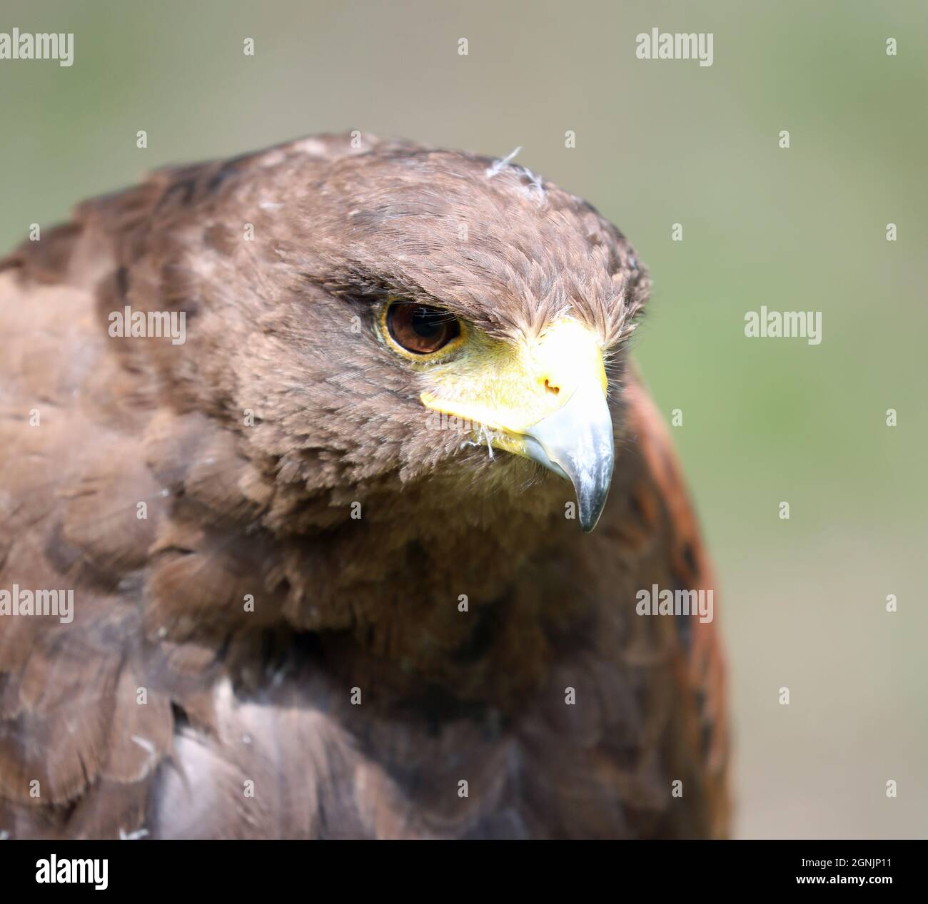 Big bird of prey called Hawk of Harris Stock Photo - Alamy
