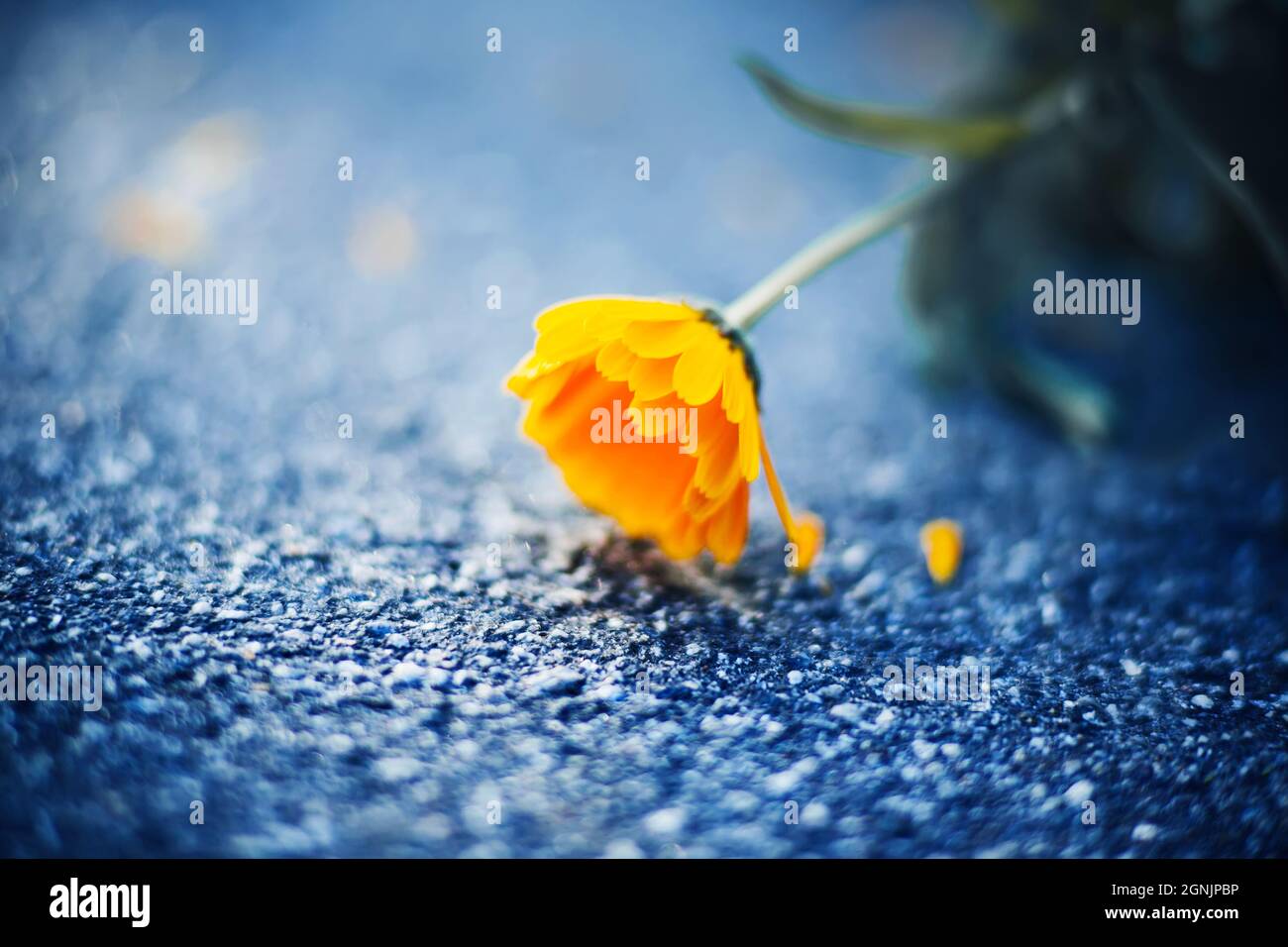 Fading flora hi-res stock photography and images - Alamy