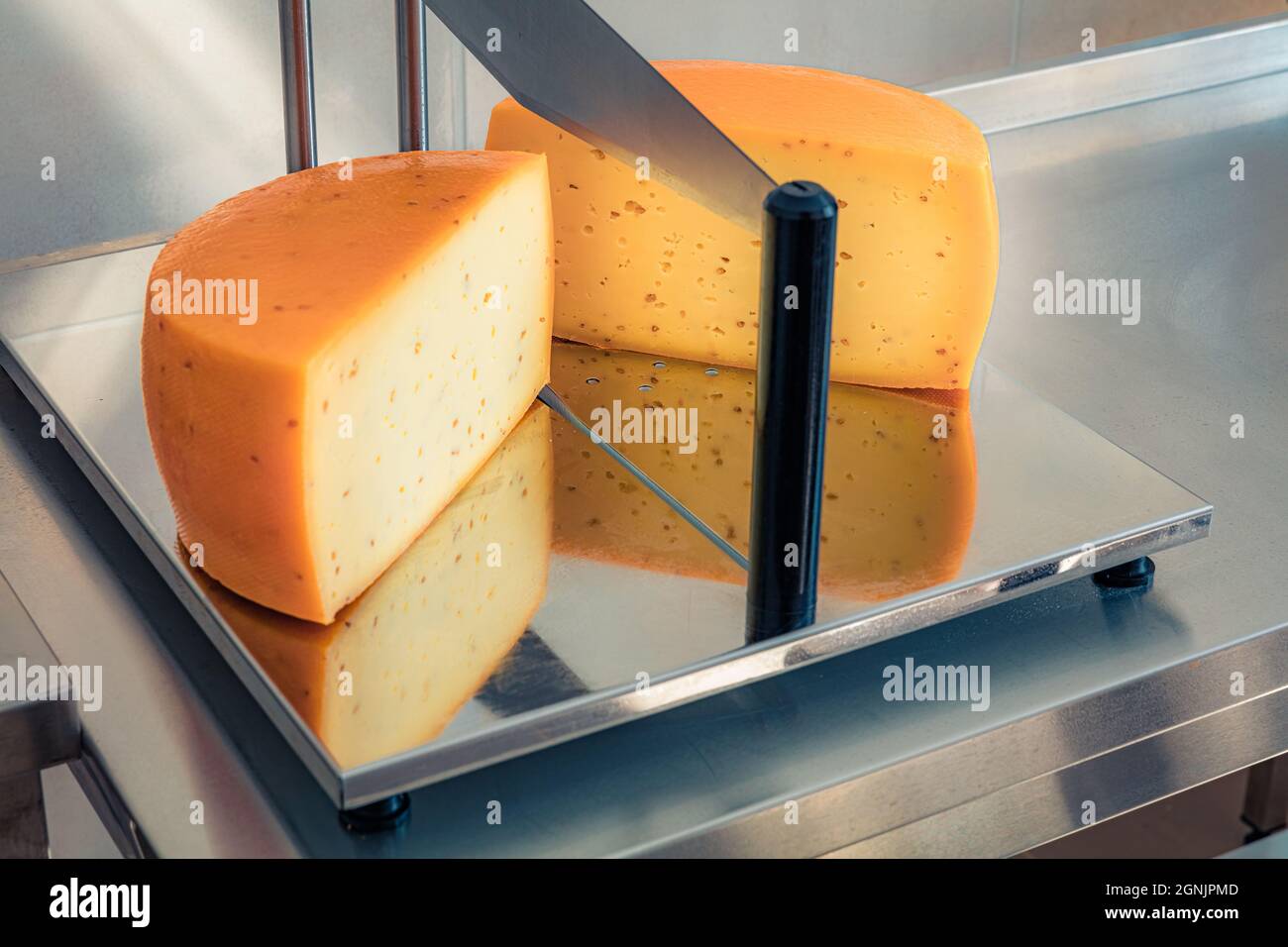 Cut head of cheese on an industrial cutter in a cheese factory. Packing ...