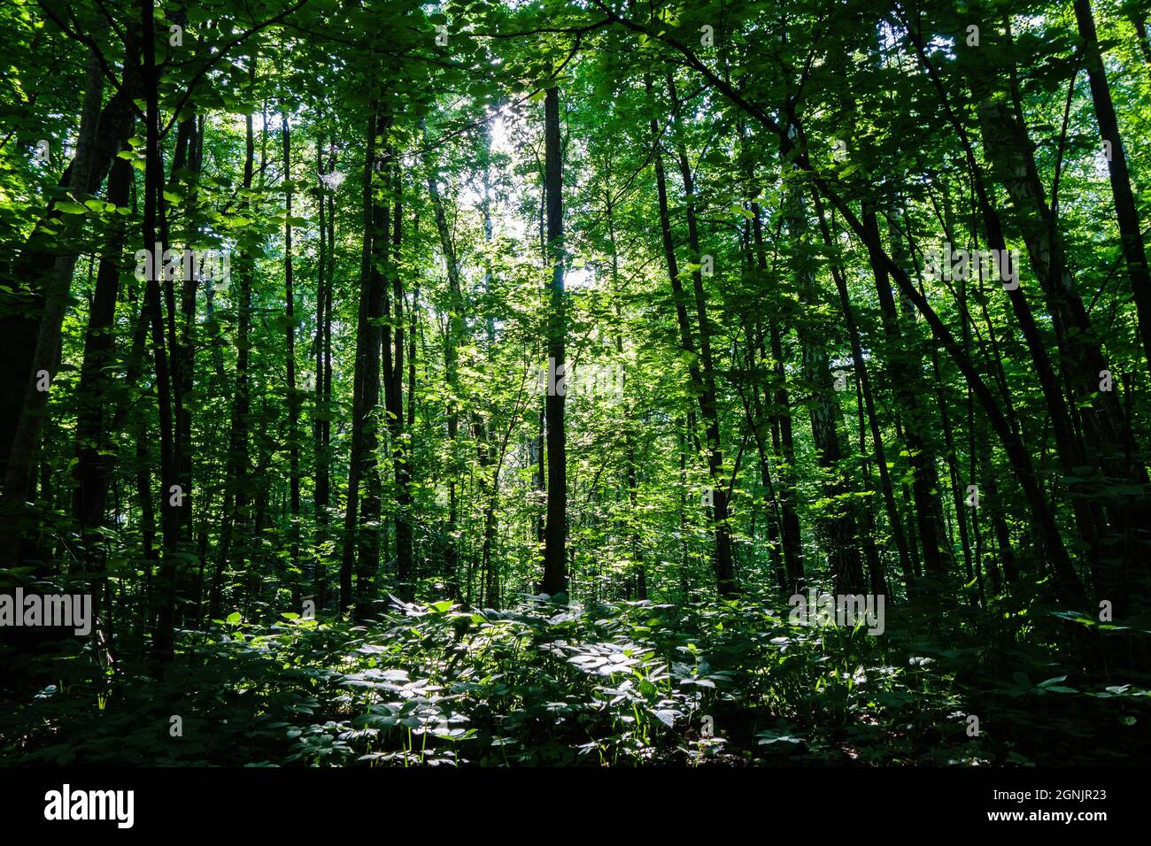 Light and dark in woodland hi-res stock photography and images - Alamy