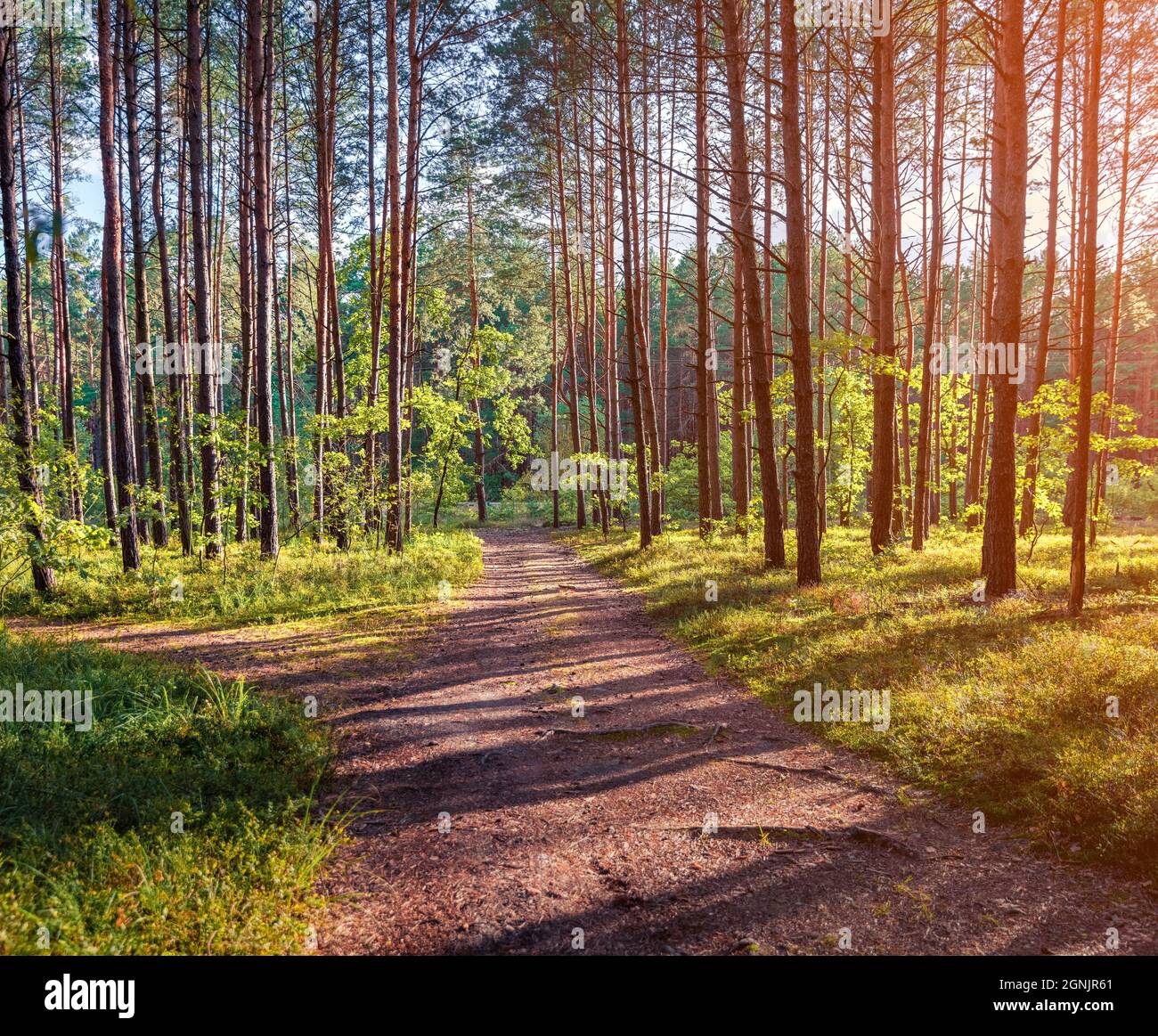 Impressive summer sunrise in spruce forest. Magic sunlight gloving ...