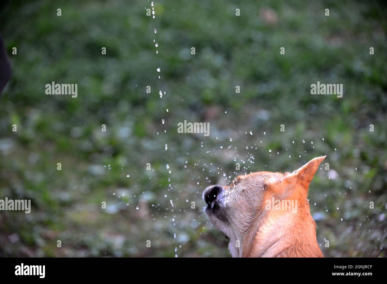 dog drinking water , falling waterdrops, refreshing .thirsty dog in ...