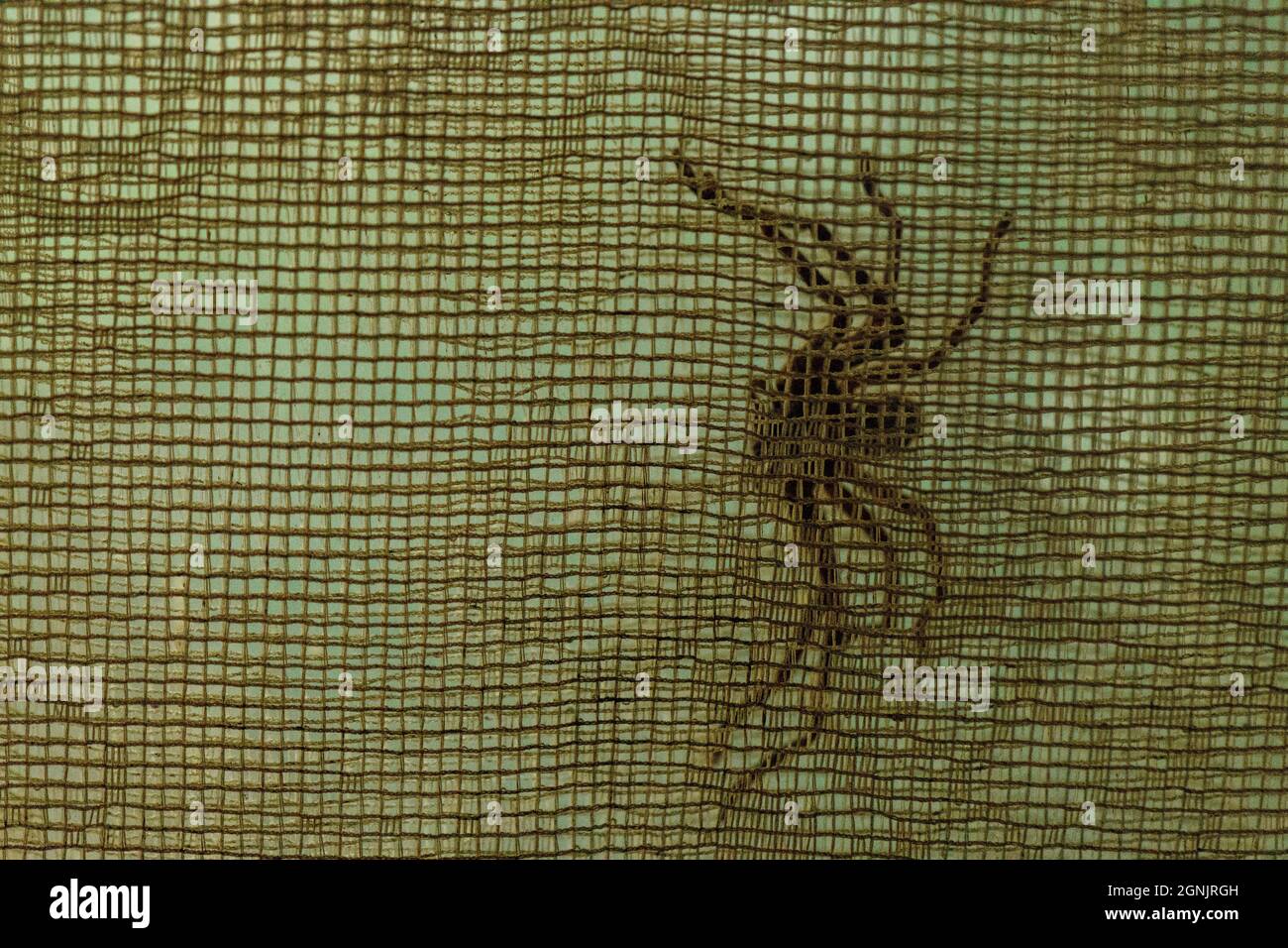 Huntsman spider house hi-res stock photography and images - Alamy