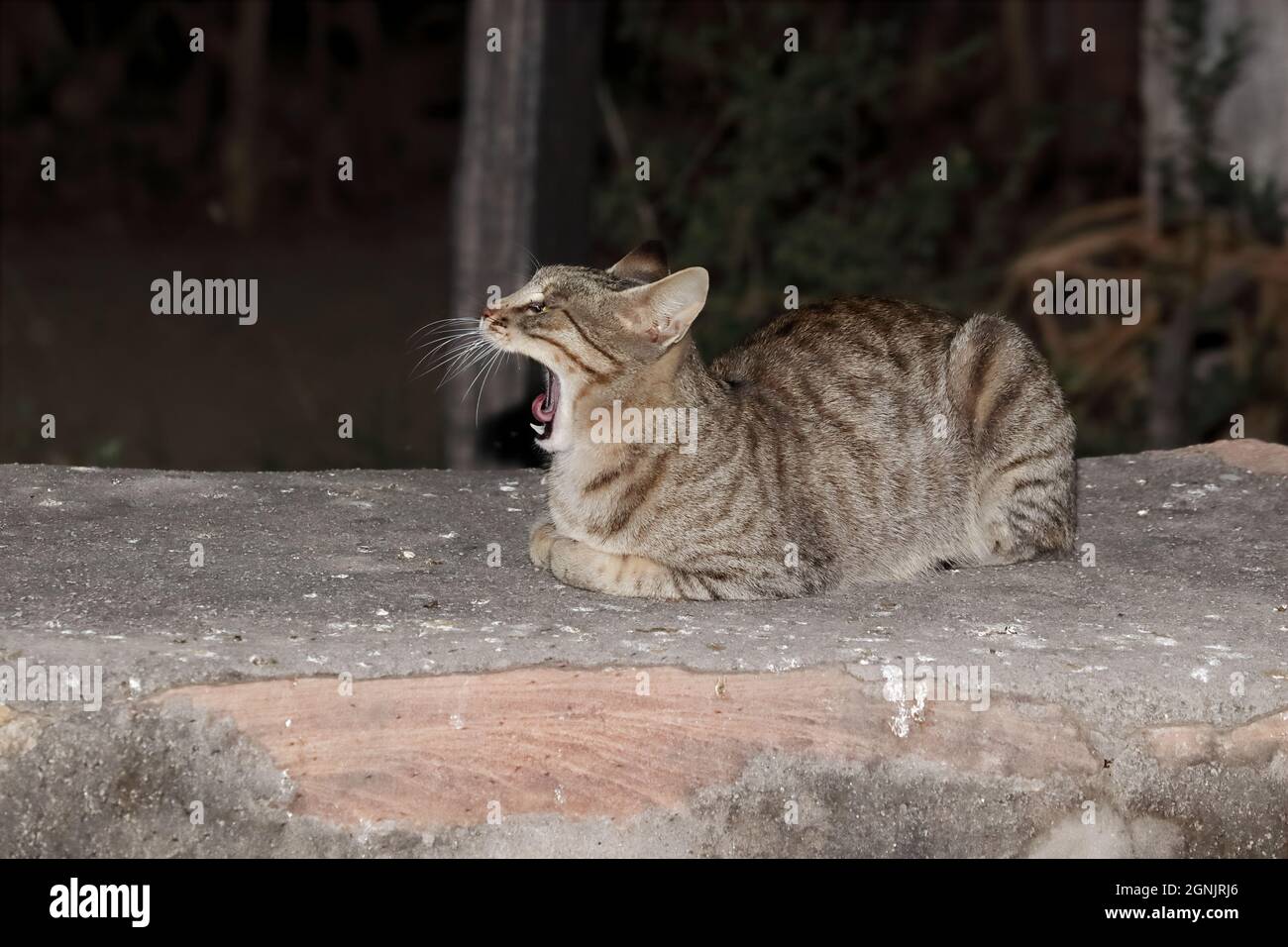 Close up side view tabby cat face hi-res stock photography and images ...