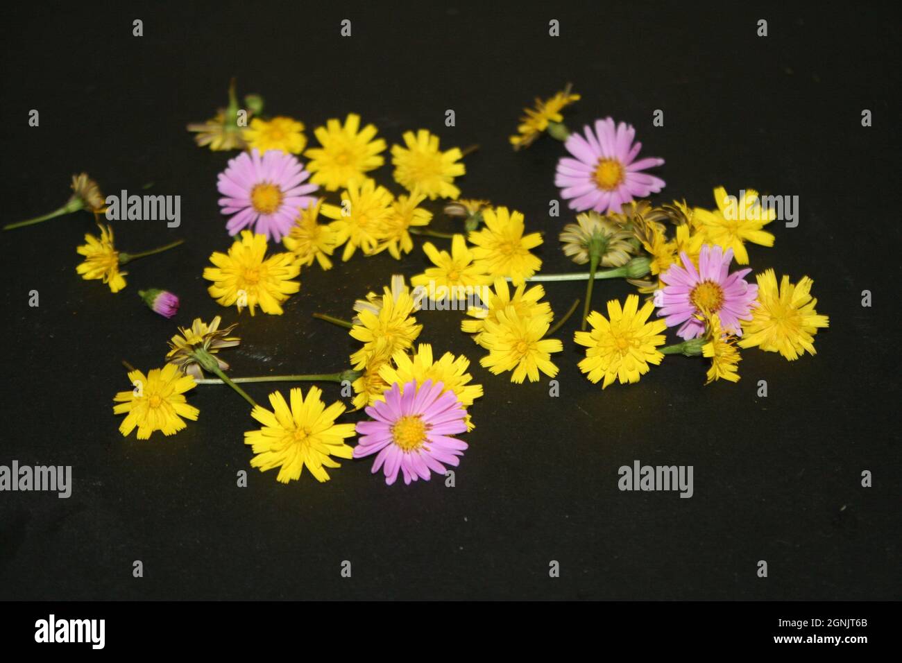 Indian folclore hi-res stock photography and images - Alamy