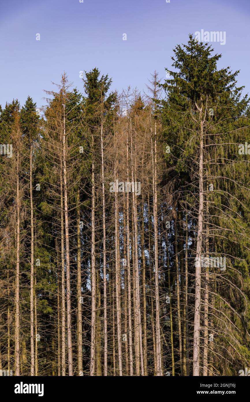 Trunks of diseased spruce trees in a small forest against a summery ...