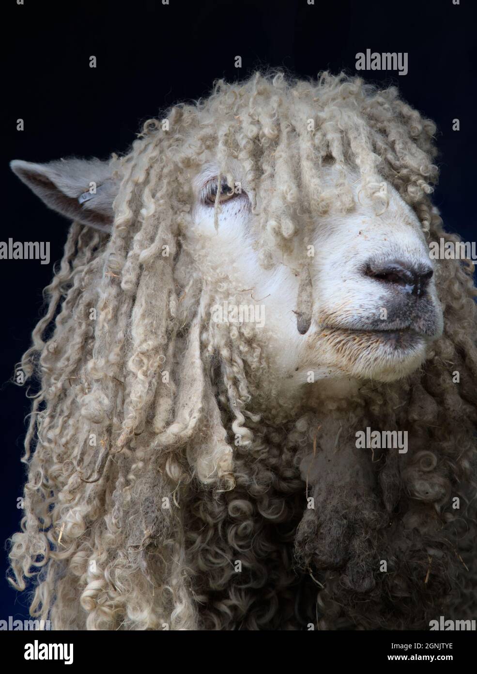 Lincoln longwool breed hi-res stock photography and images - Alamy