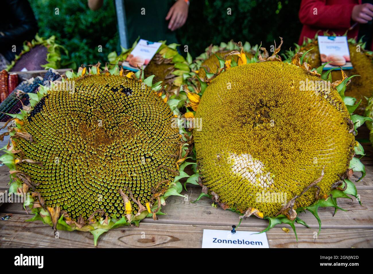 Utrecht, Netherlands. 25th Sep, 2021. A view of a group of giant ...