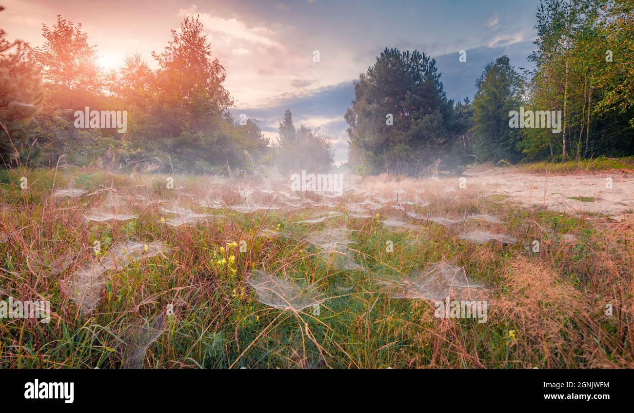 Spectacular summer view of misty valley with a lots of spider webs ...