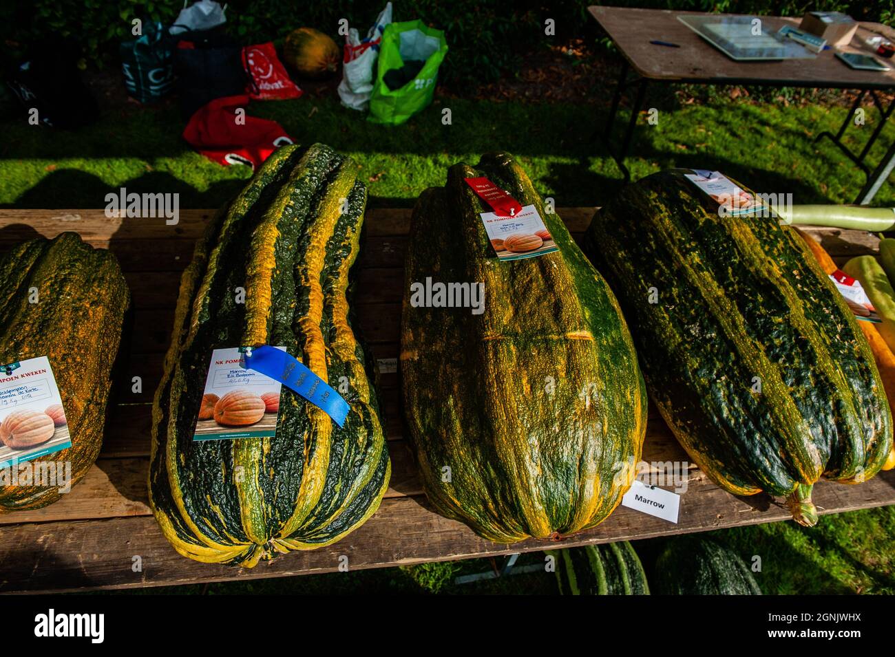 A view of some of the giant vegetables displayed during the competition ...