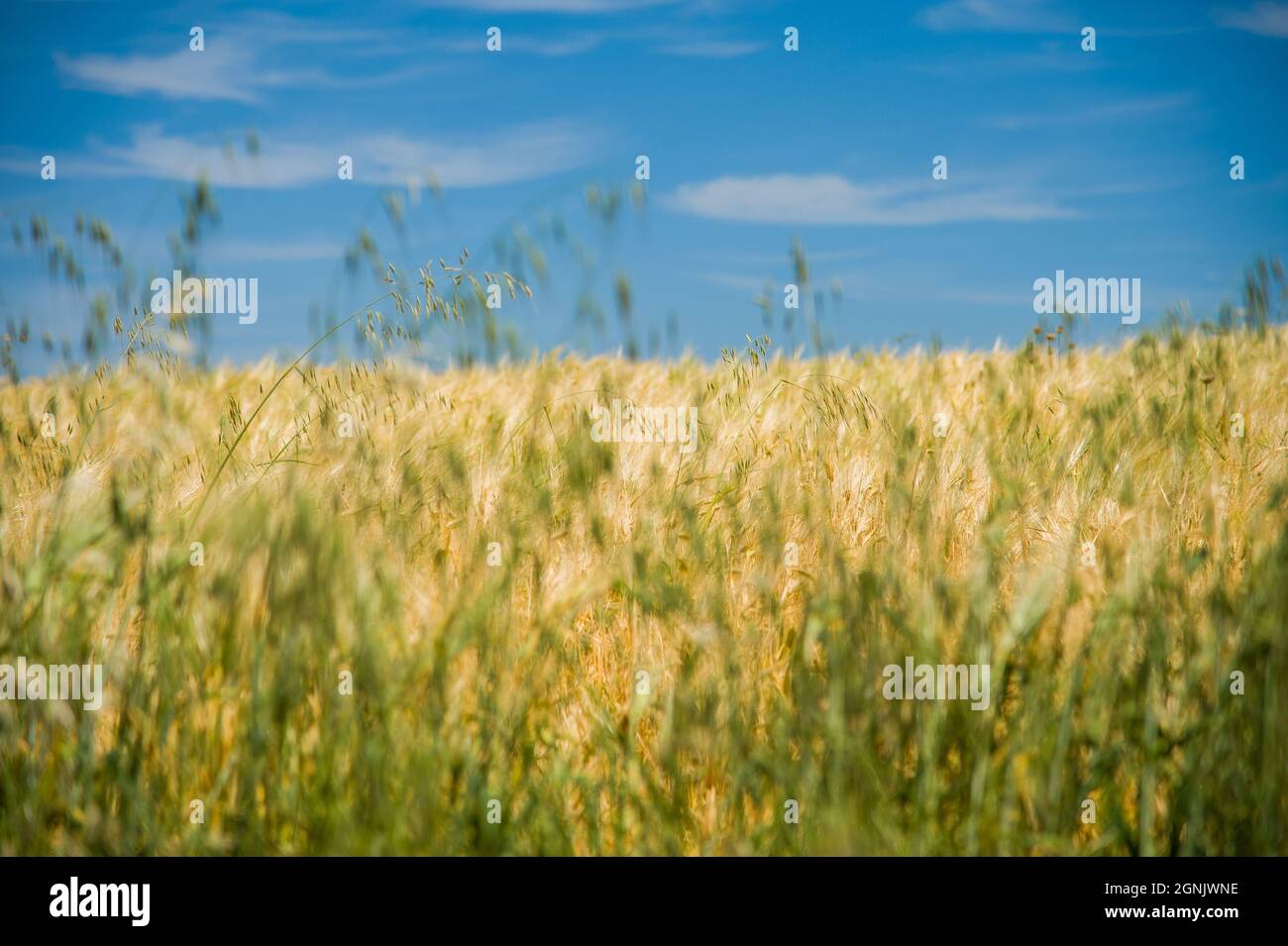 wheat straw field under a blue sky with white clouds Stock Photo - Alamy