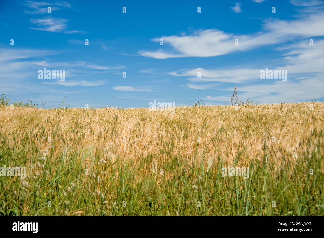 wheat straw field under a blue sky with white clouds Stock Photo - Alamy