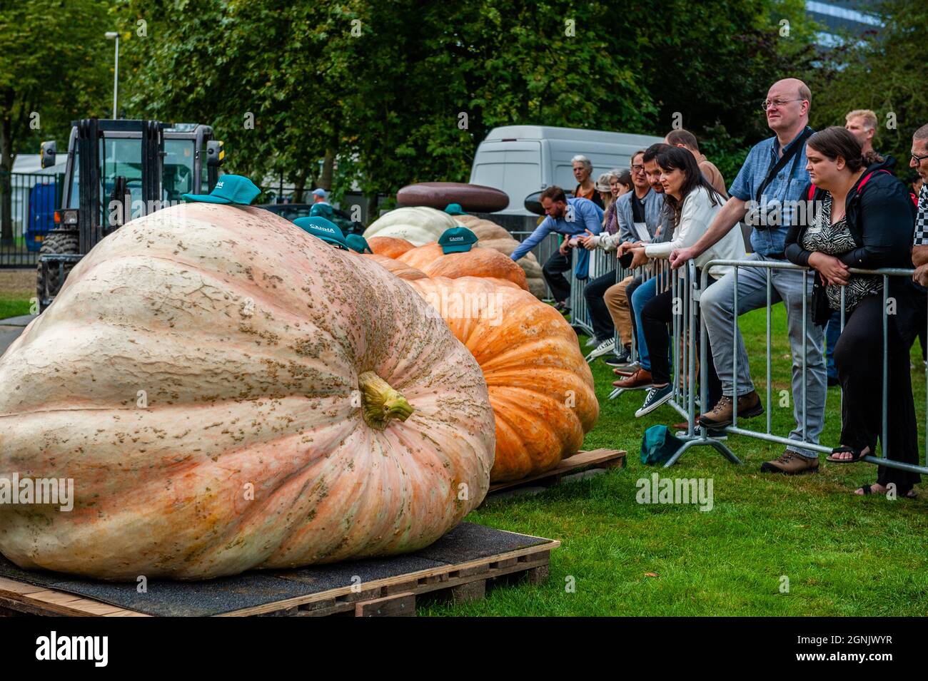 Giant vegetables competition hi-res stock photography and images - Alamy