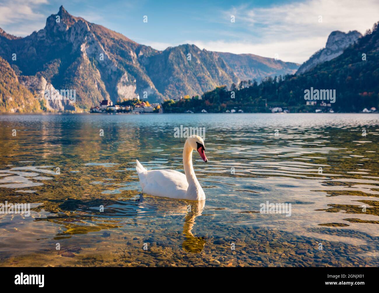 White swan on the Traunsee lake. Stunning autumn scene of Austrian alps ...
