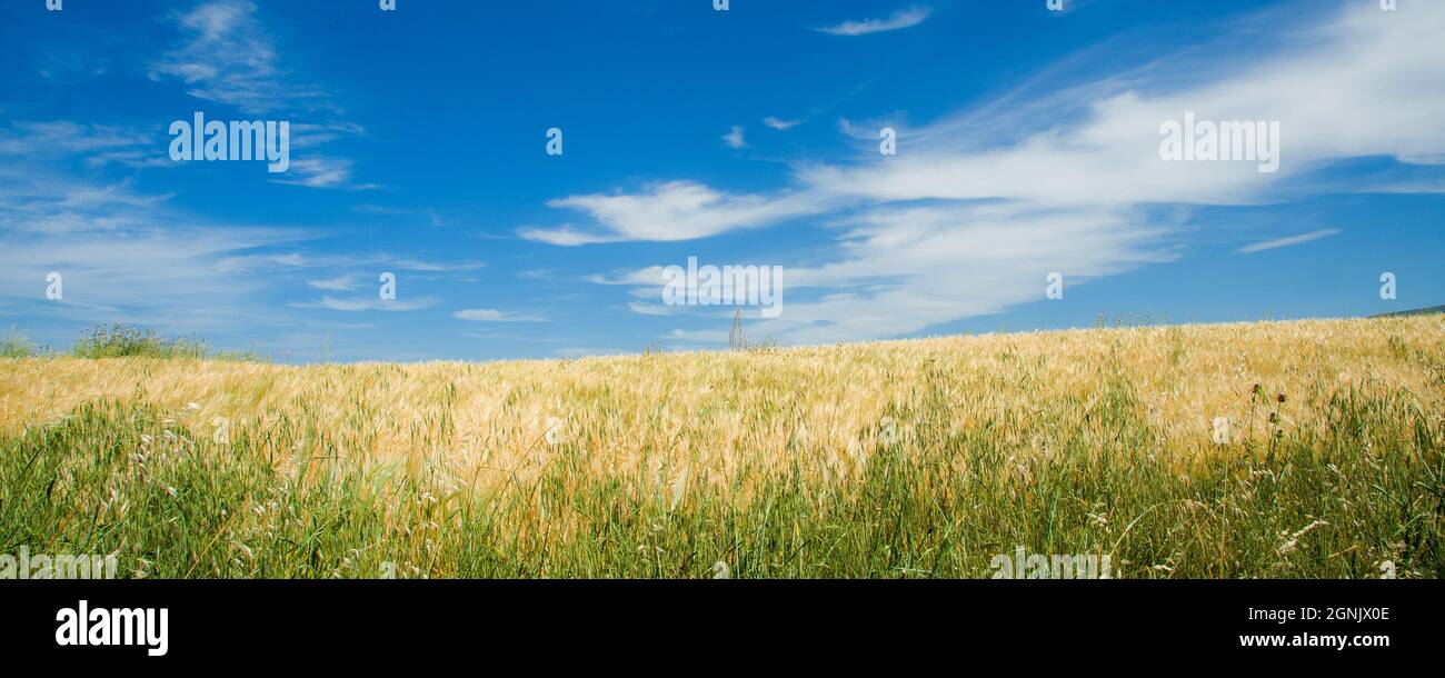 wheat straw field under a blue sky with white clouds Stock Photo - Alamy