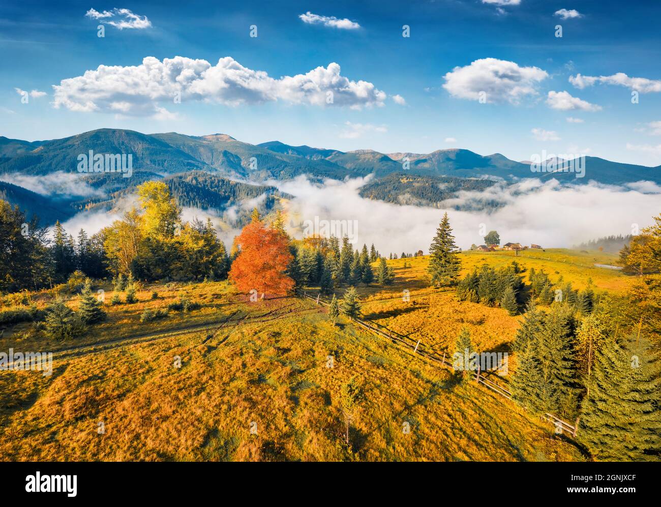 Red beech tree hi-res stock photography and images - Alamy