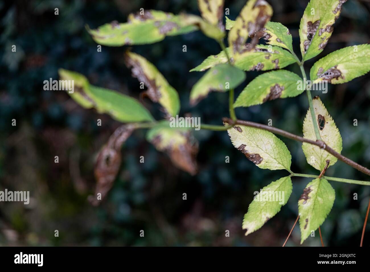 Life cycle of tree hi-res stock photography and images - Alamy