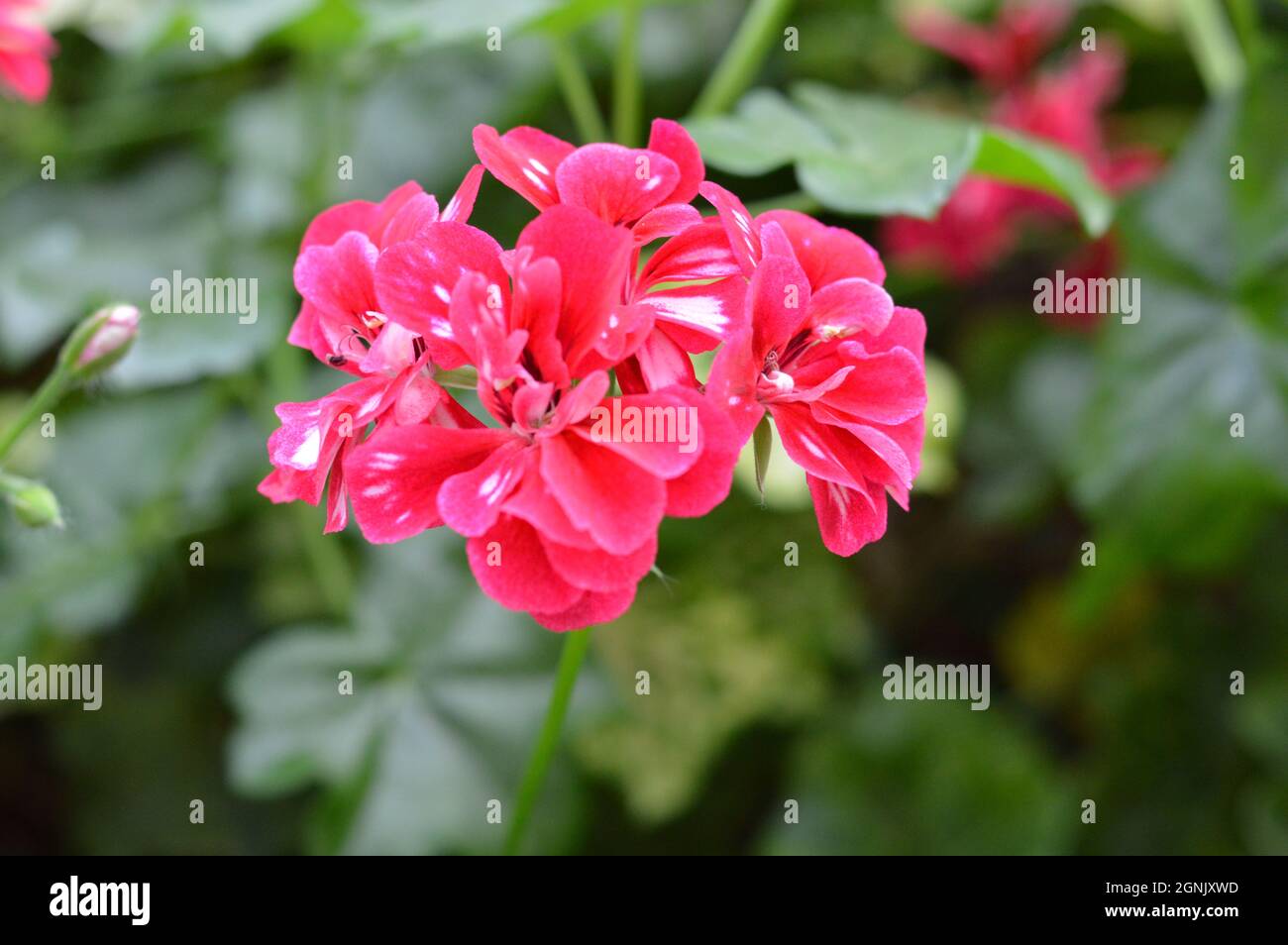 A branch of fully bloomed pink Regal Geraniums, taken in Gardens by the ...