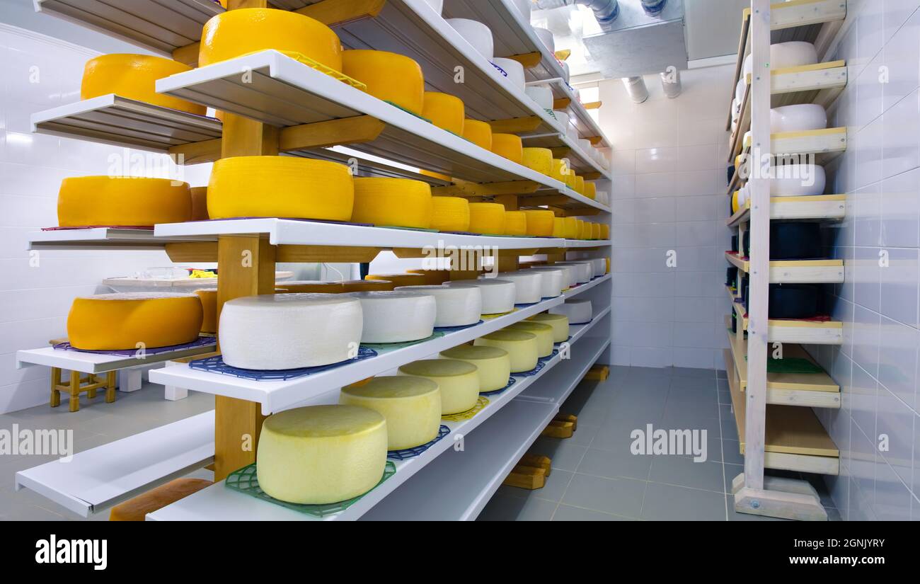 A small family cheese factory in the Carpathian village. Maturing Gouda ...