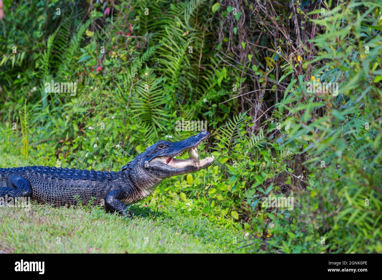 American Alligator Swimming in Everglades with colorful reflection in ...